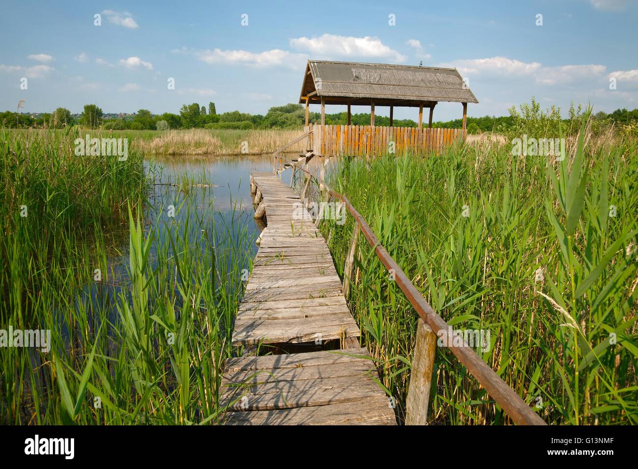 Swamp walking path Stock Photo - Alamy