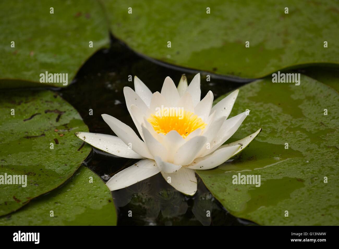 White Water Lily Stock Photo - Alamy