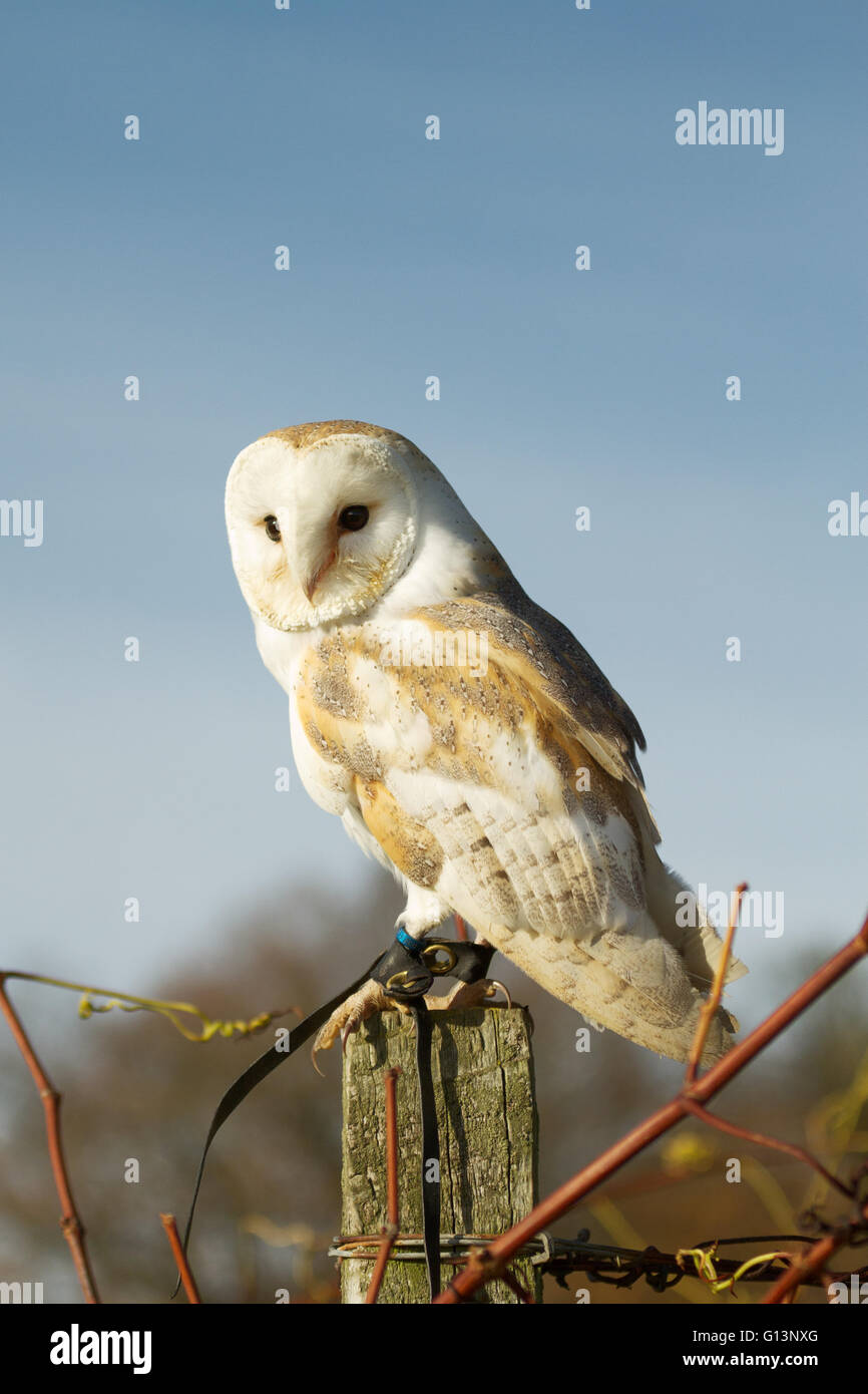 Beautiful barn owl on a post during a sunset Stock Photo - Alamy