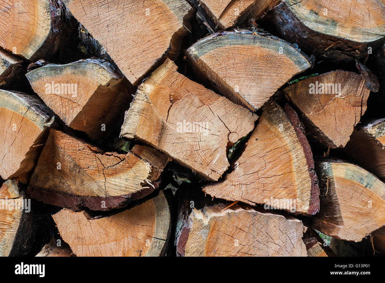 Cut pieces of pine tree. Texture closeup Stock Photo - Alamy