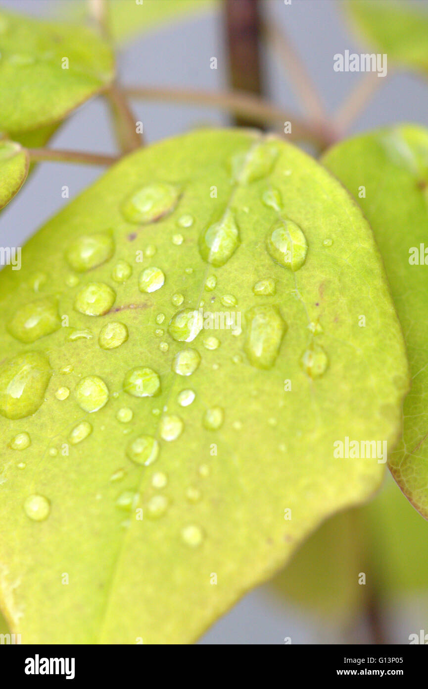 Wet green leaf hi-res stock photography and images - Alamy