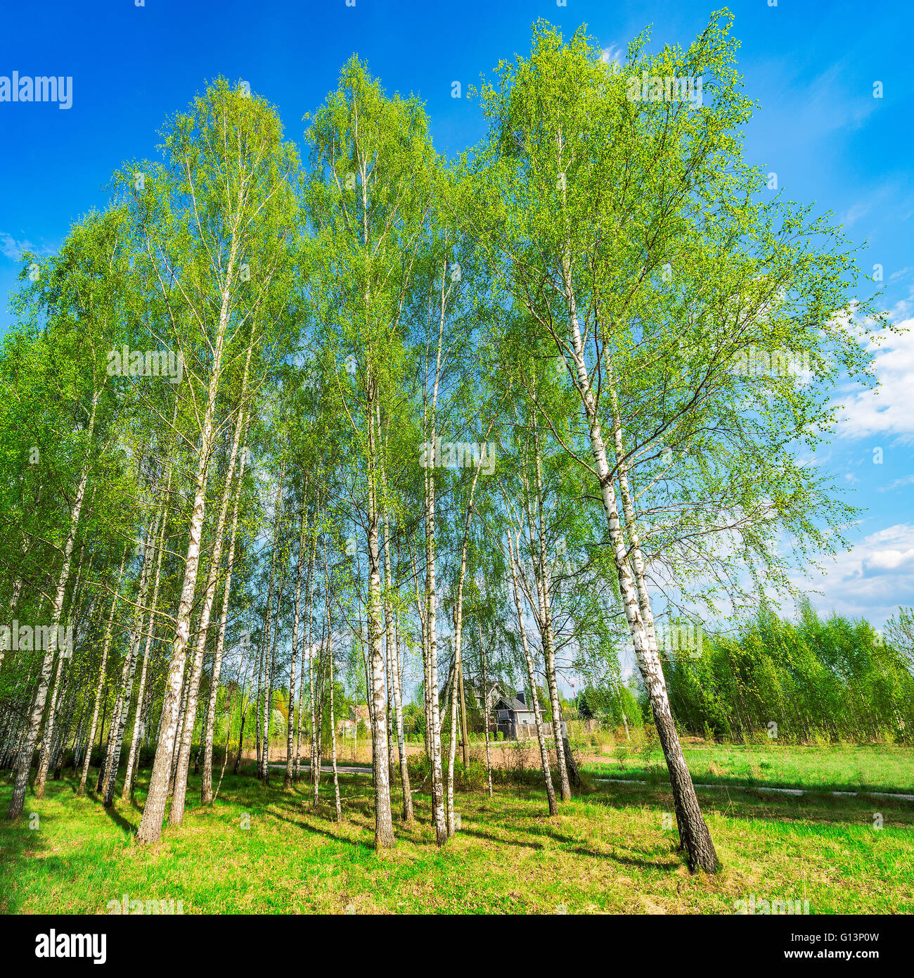Birch tree grove hi-res stock photography and images - Alamy