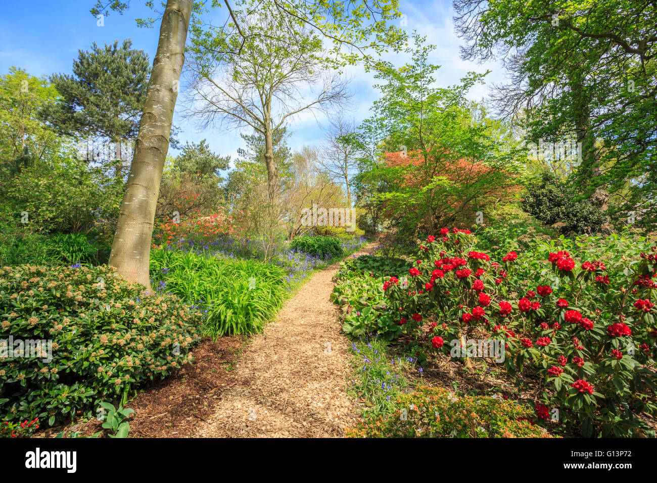 Footpath at RHS Gardens at Wisley, Surrey, UK in springtime with red ...