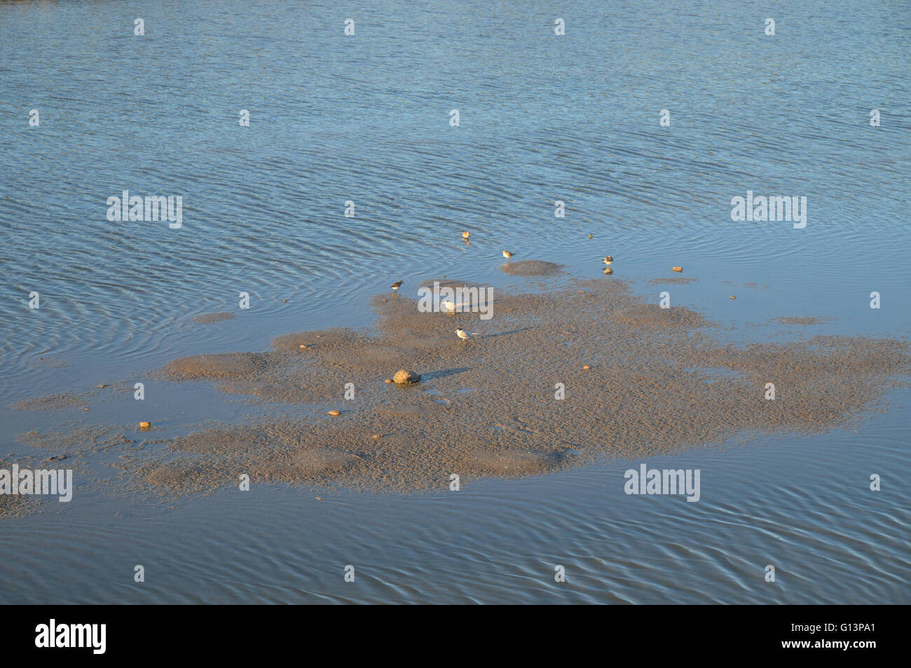 Birds in the natural reserve of Ria Formosa in Algarve. Portugal Stock ...