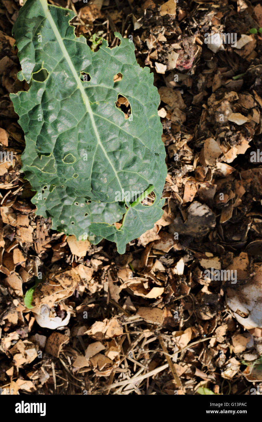 Caterpillar damage garden hi-res stock photography and images - Alamy