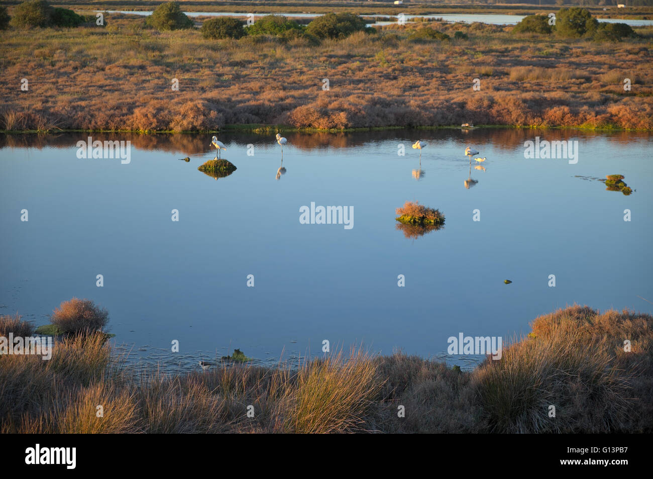 Birds in the natural reserve of Ria Formosa in Algarve. Portugal Stock ...