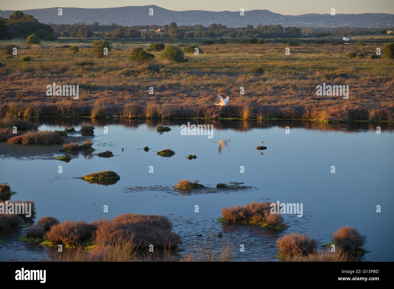 Birds in the natural reserve of Ria Formosa in Algarve. Portugal Stock ...