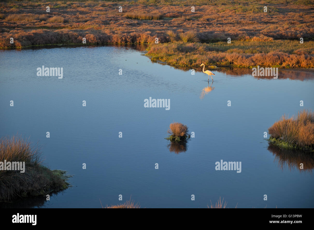 Birds in the natural reserve of Ria Formosa in Algarve. Portugal Stock ...
