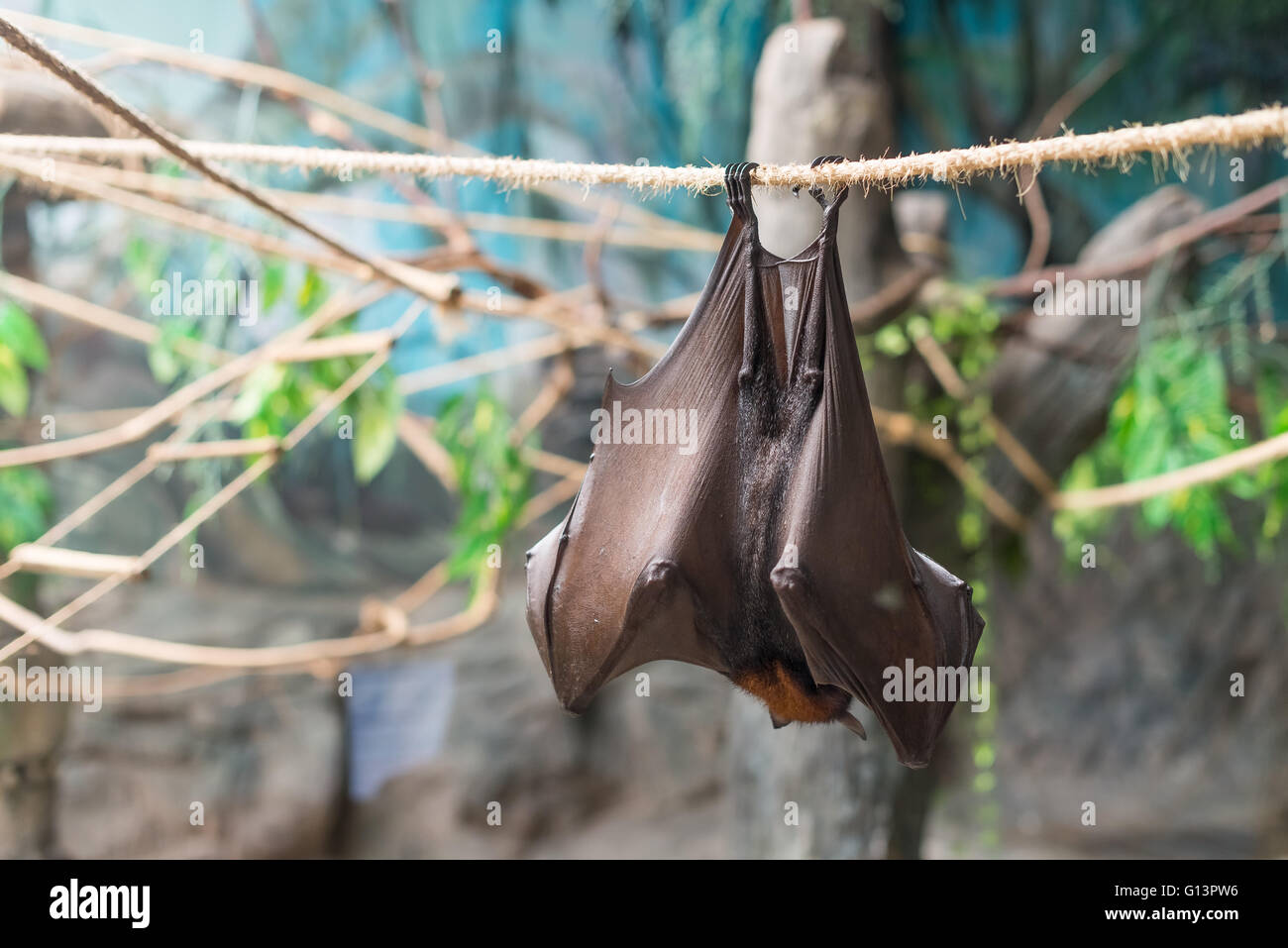 Malayan Bat (Pteropus vampyrus) hanging on a rope with its head down ...