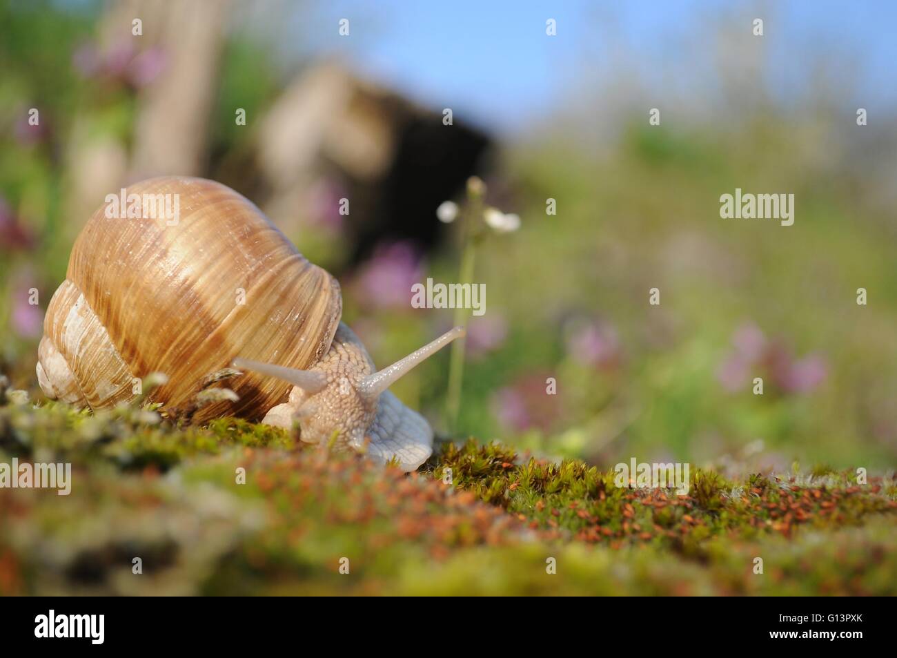 Snail riding on moss in garden in spring. Space on right side Stock ...