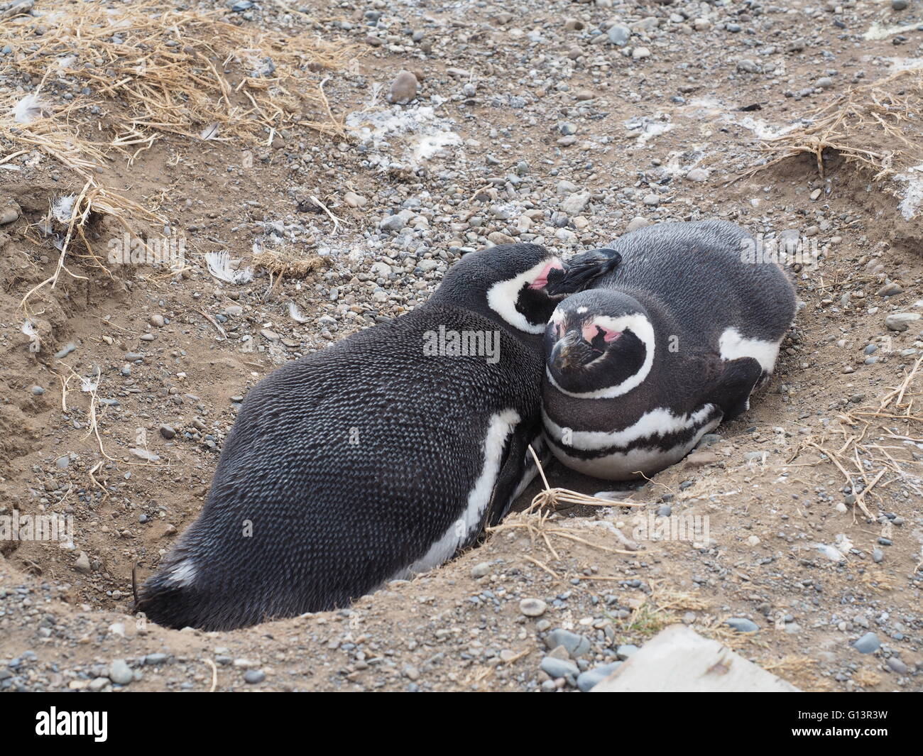 Two Magellanic Penguins nesting together in a burrow on Magdalena ...