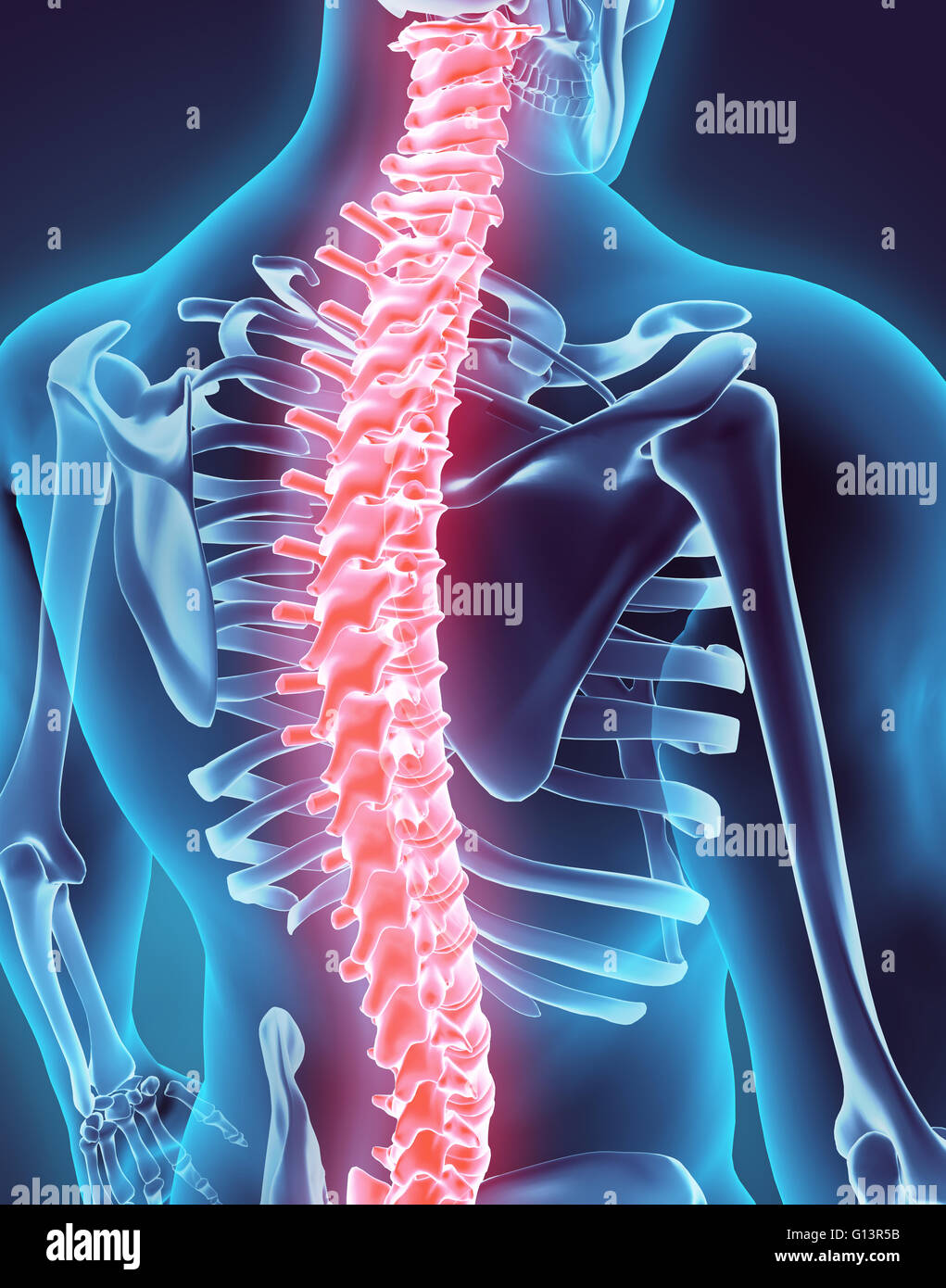 3D illustration of Spine - Part of Human Organic Stock Photo - Alamy