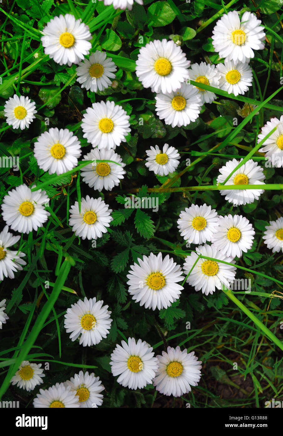 Bellis perennis is a common European species of daisy, of the ...