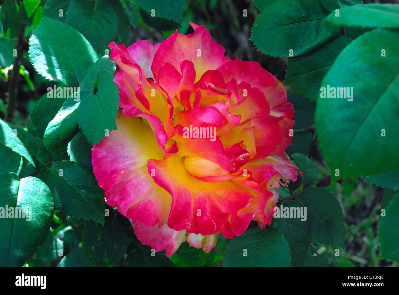 Veneto italy pullman orient express hi-res stock photography and images ...