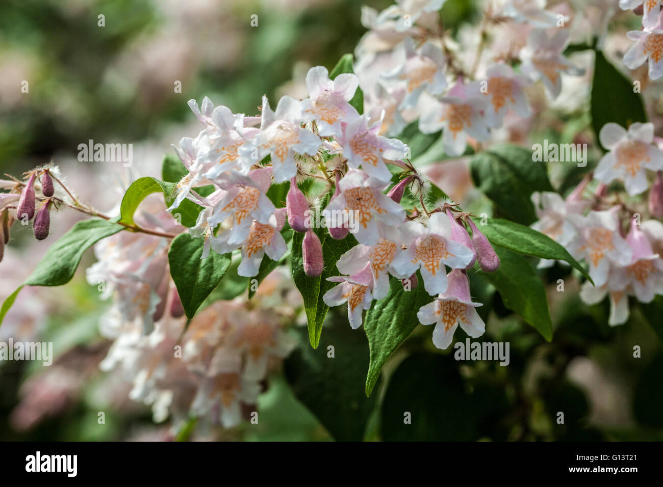 Dipelta floribunda maxim Stock Photo - Alamy