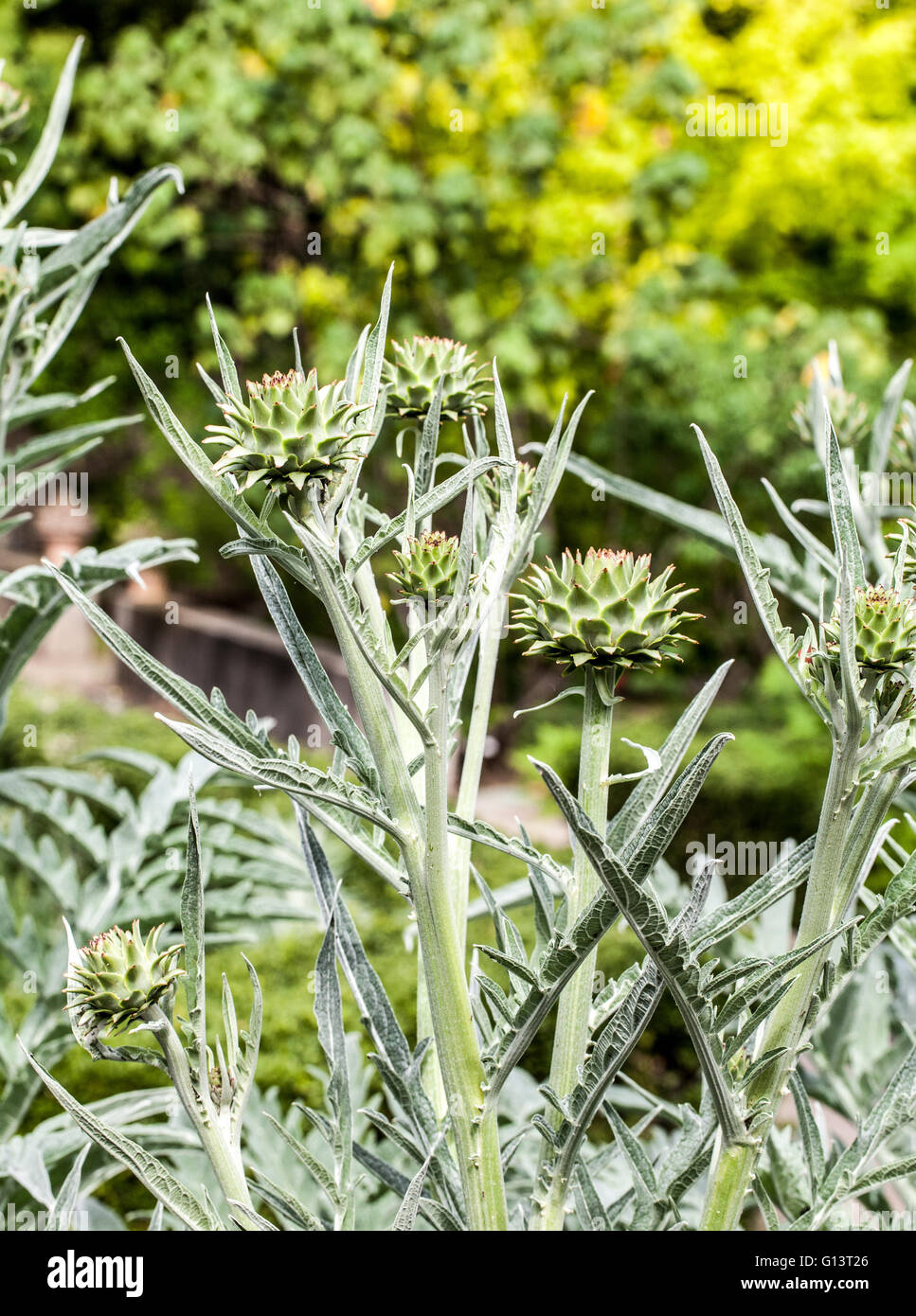 Cynara botanical hi-res stock photography and images - Alamy