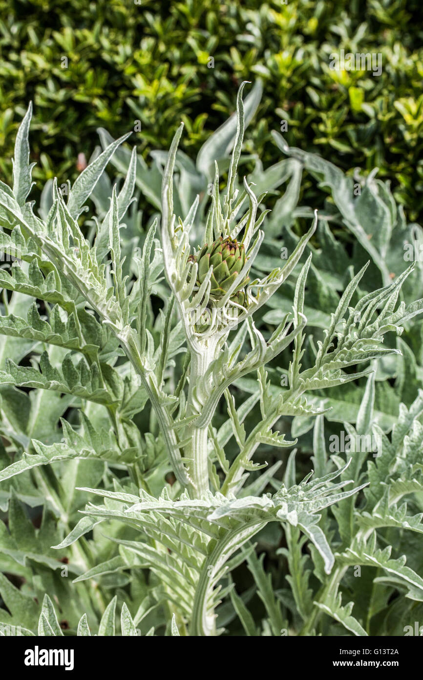 Cynara botanical hi-res stock photography and images - Alamy