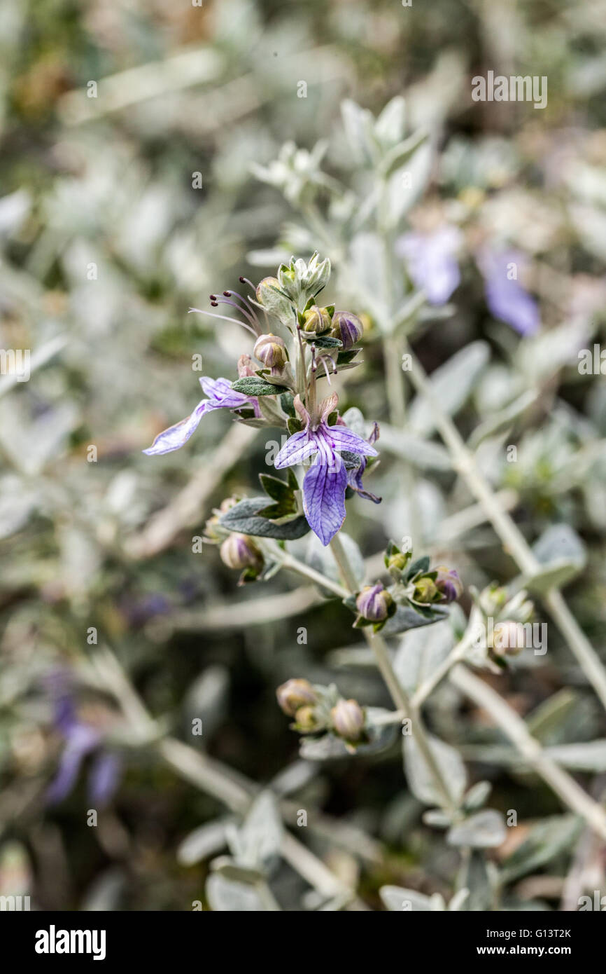 Teucrium Fruticans High Resolution Stock Photography and Images - Alamy