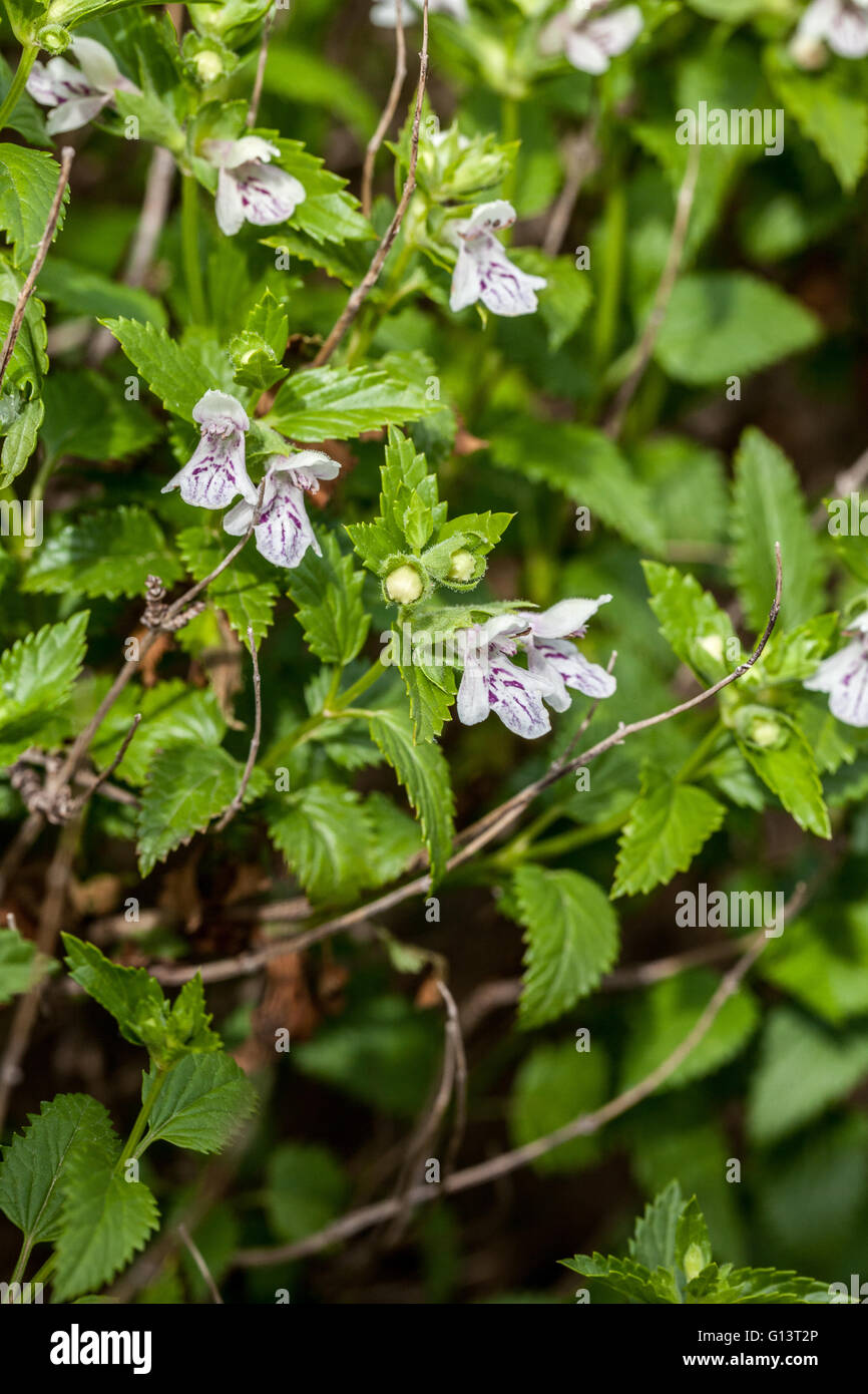 Prasium majus hi-res stock photography and images - Alamy