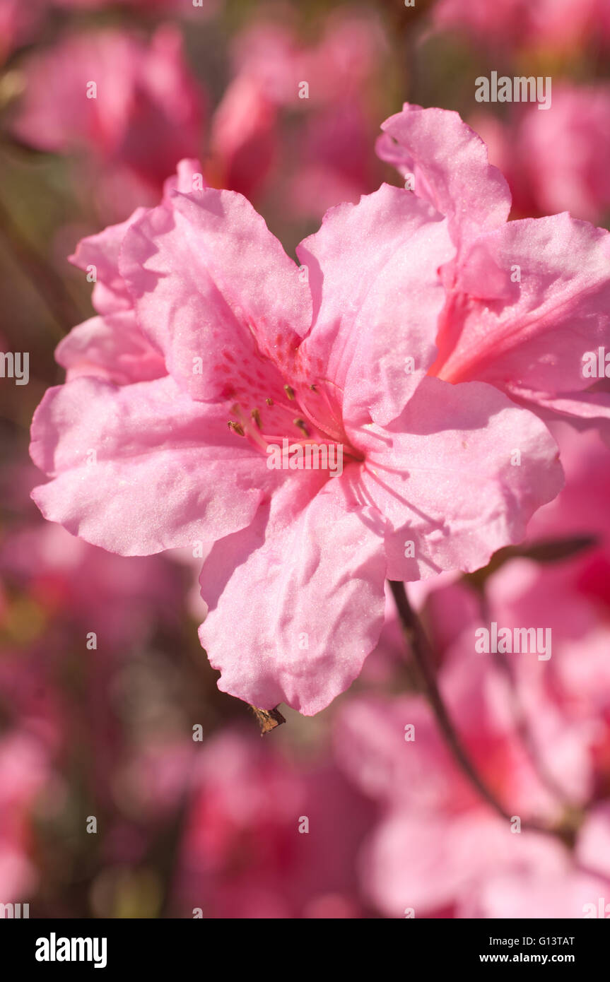Macro azalea hi-res stock photography and images - Alamy