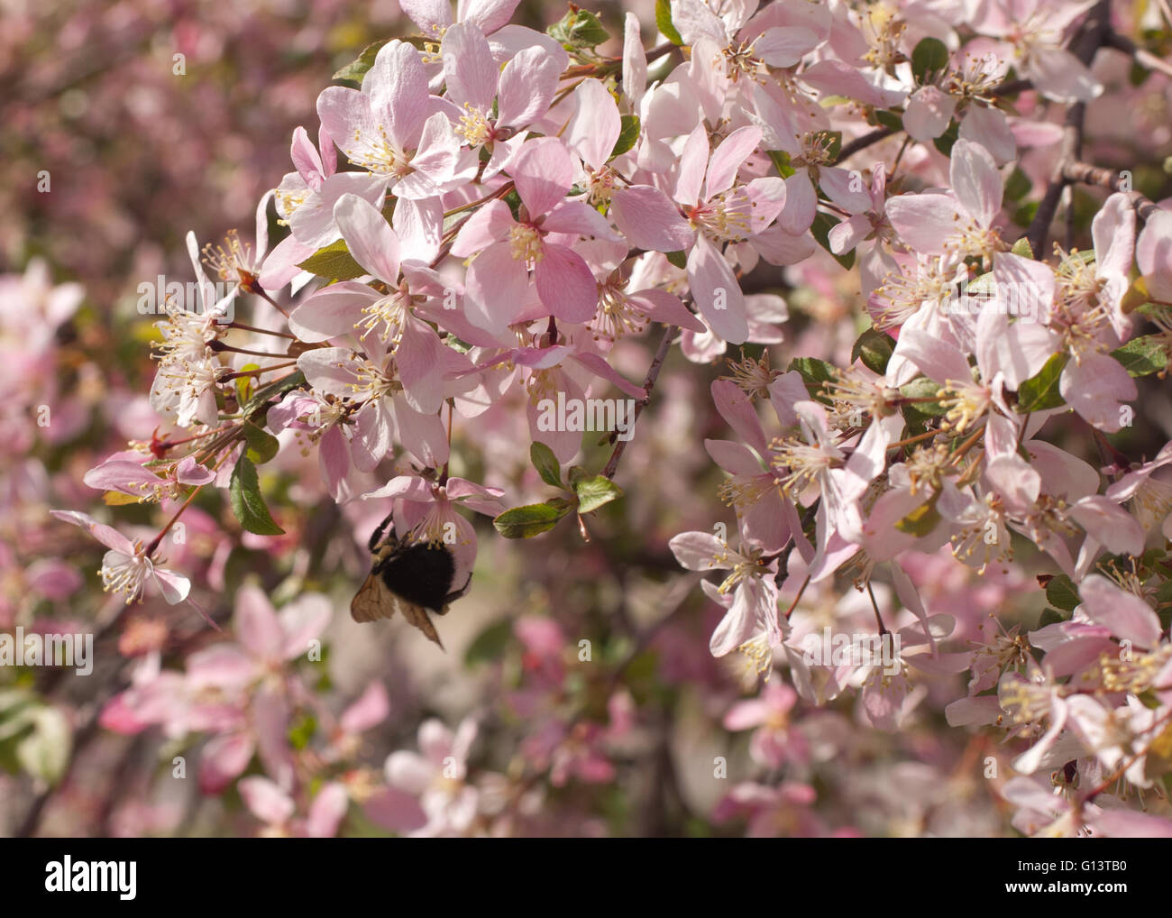 Bumblebee on Apple blossom Stock Photo - Alamy