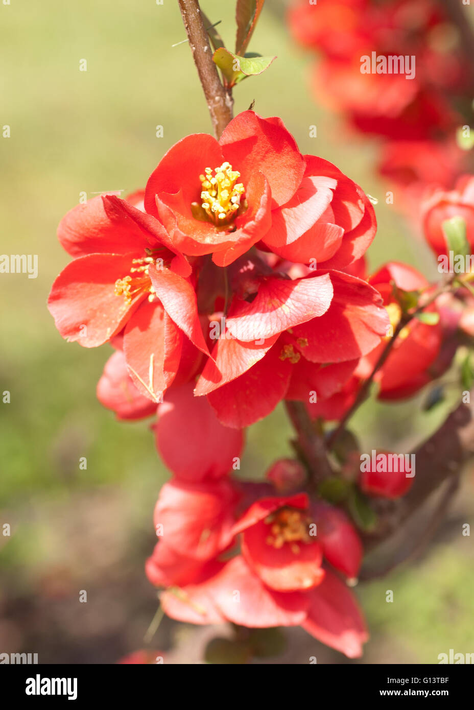 Japanese Flowering Quince Stock Photo - Alamy