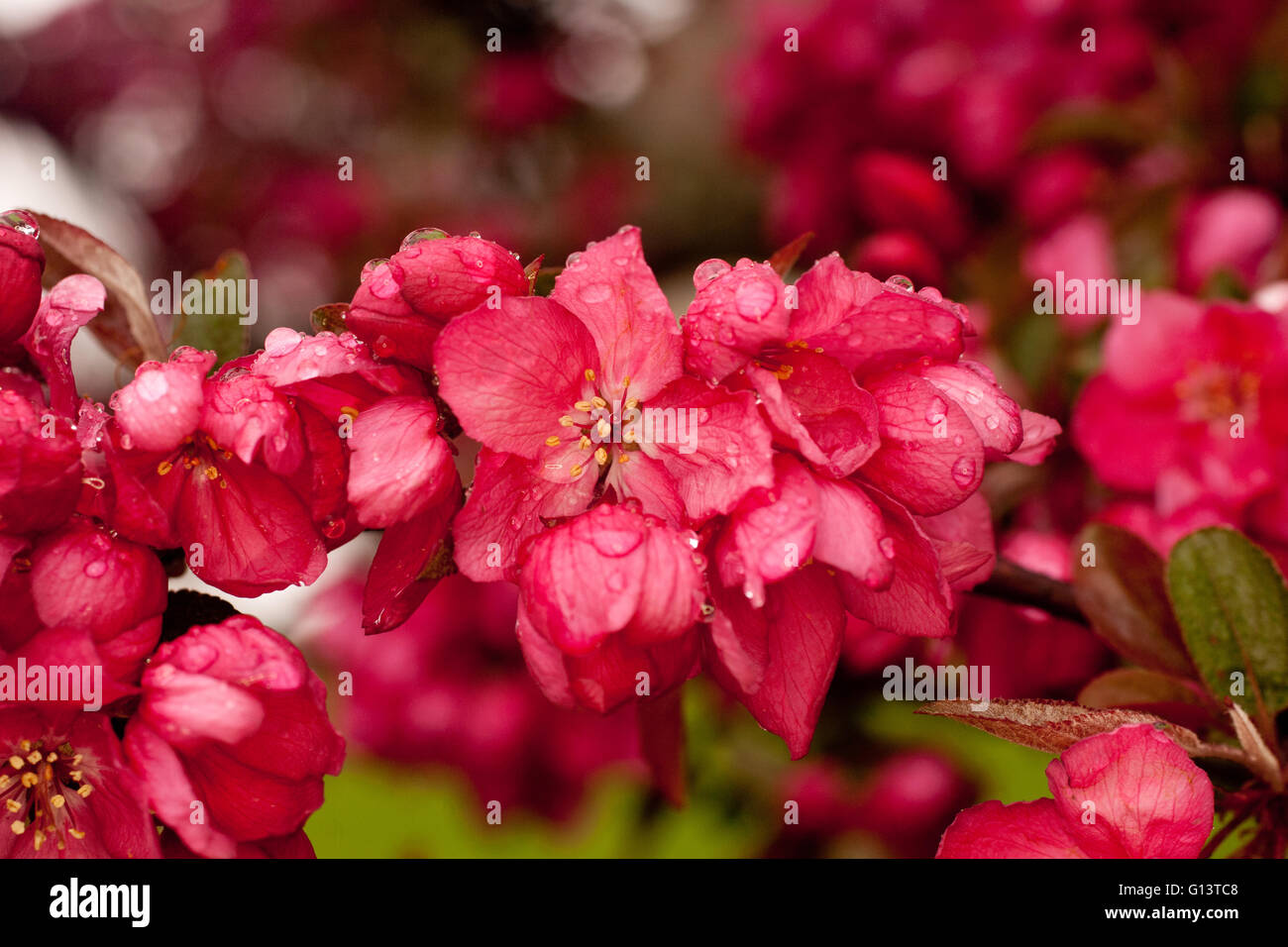 Crabapple flower hi-res stock photography and images - Alamy