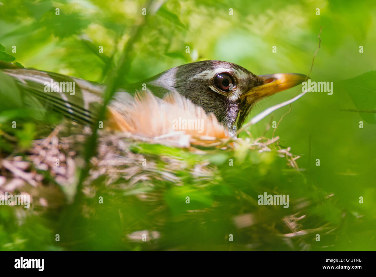 Robin bird nest hi-res stock photography and images - Alamy