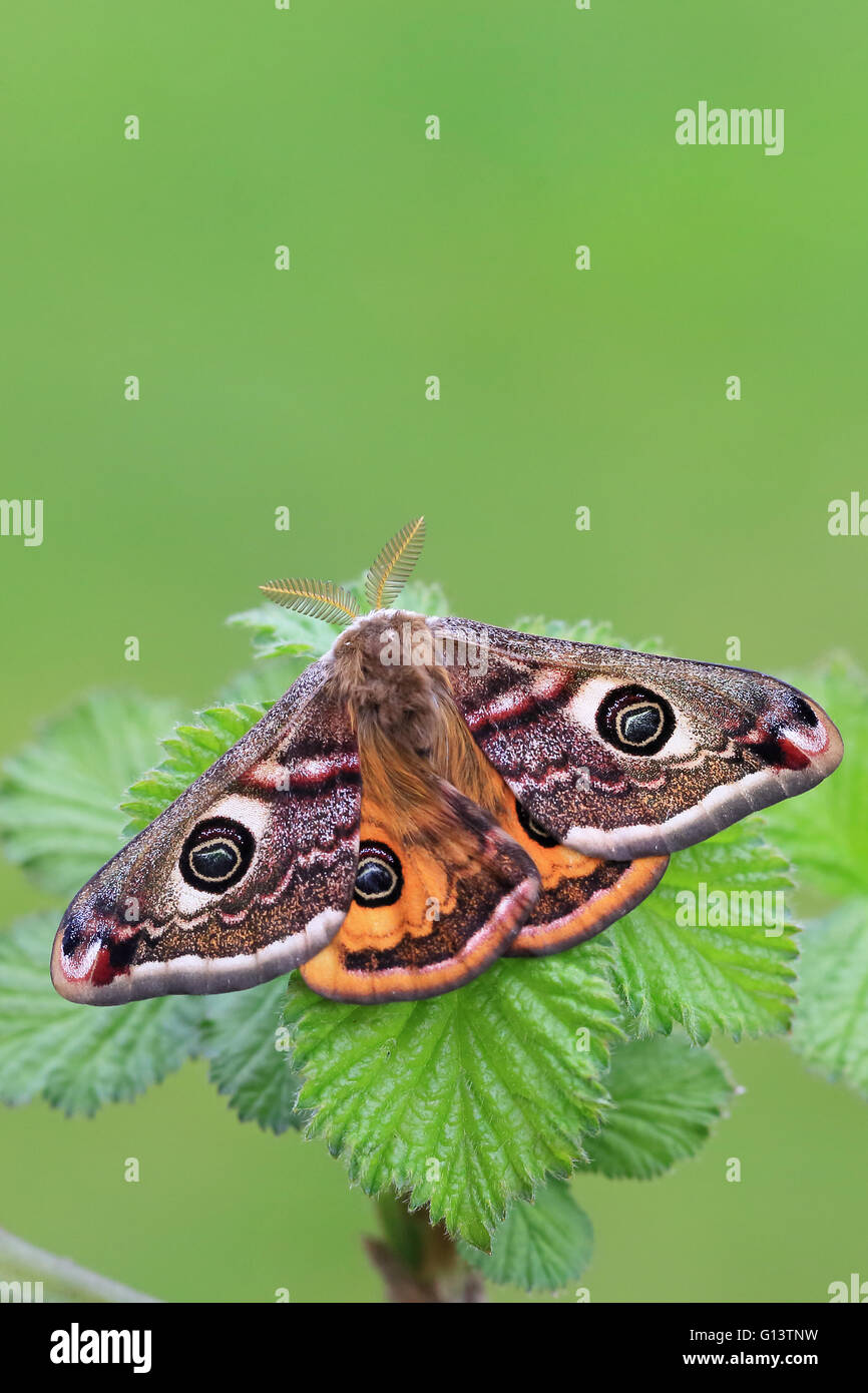 Emperor Moth (Saturnia pavonia Stock Photo - Alamy