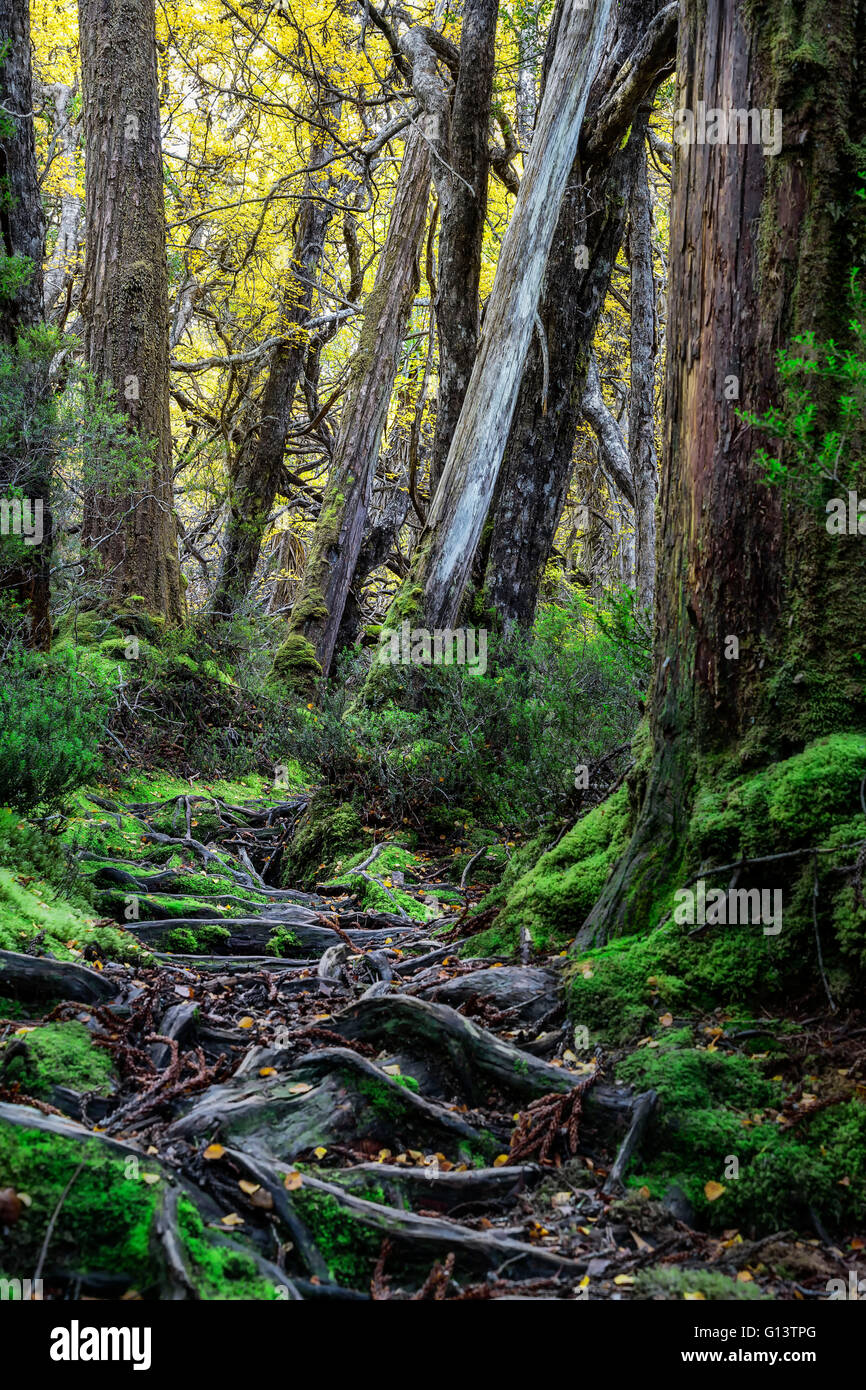 Escape from the heart of the forest, the way out Stock Photo - Alamy