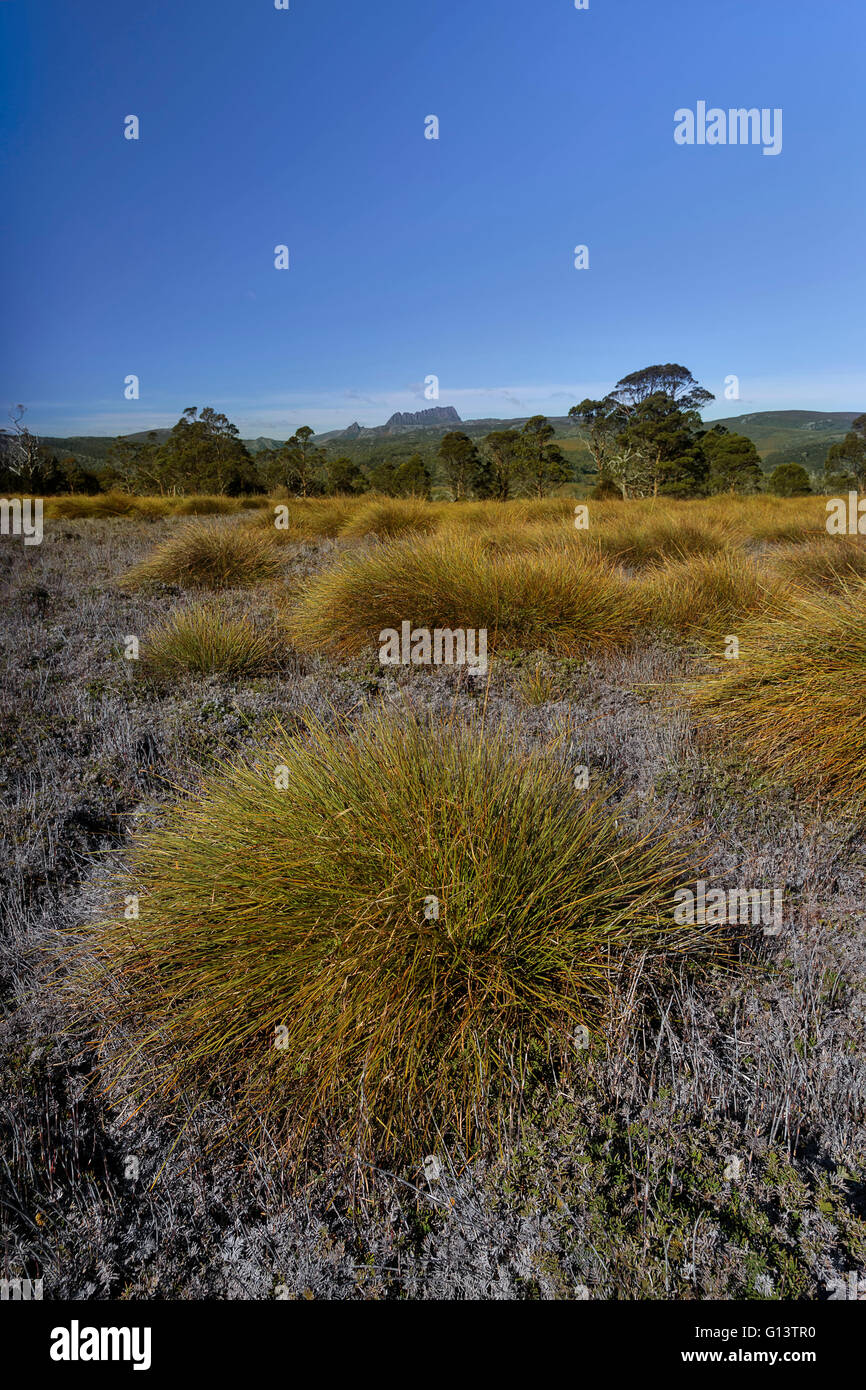 Button grass on the speeler plains with cradle mountain in the distance ...
