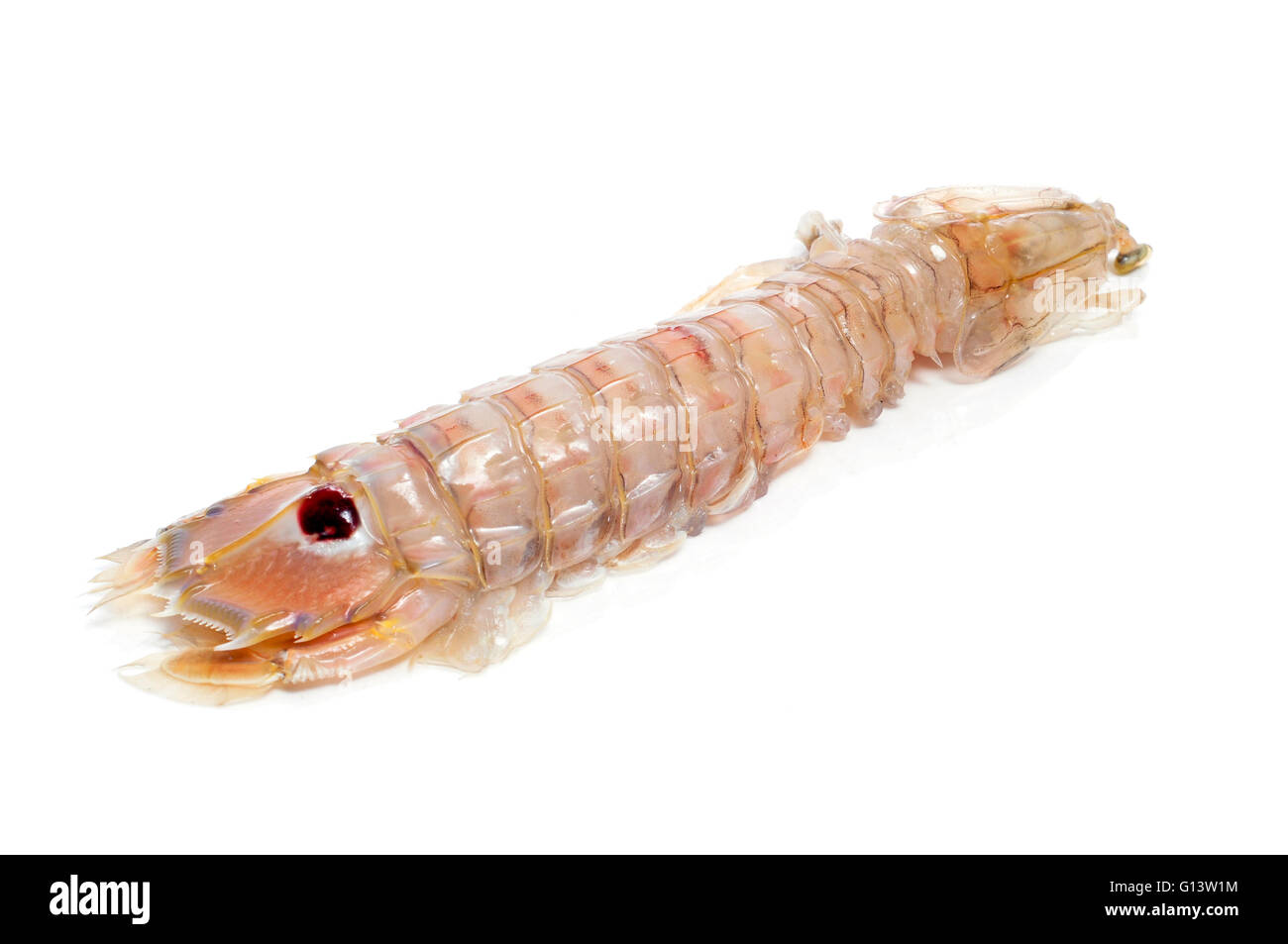 Mantis prawn Cut Out Stock Images & Pictures - Alamy