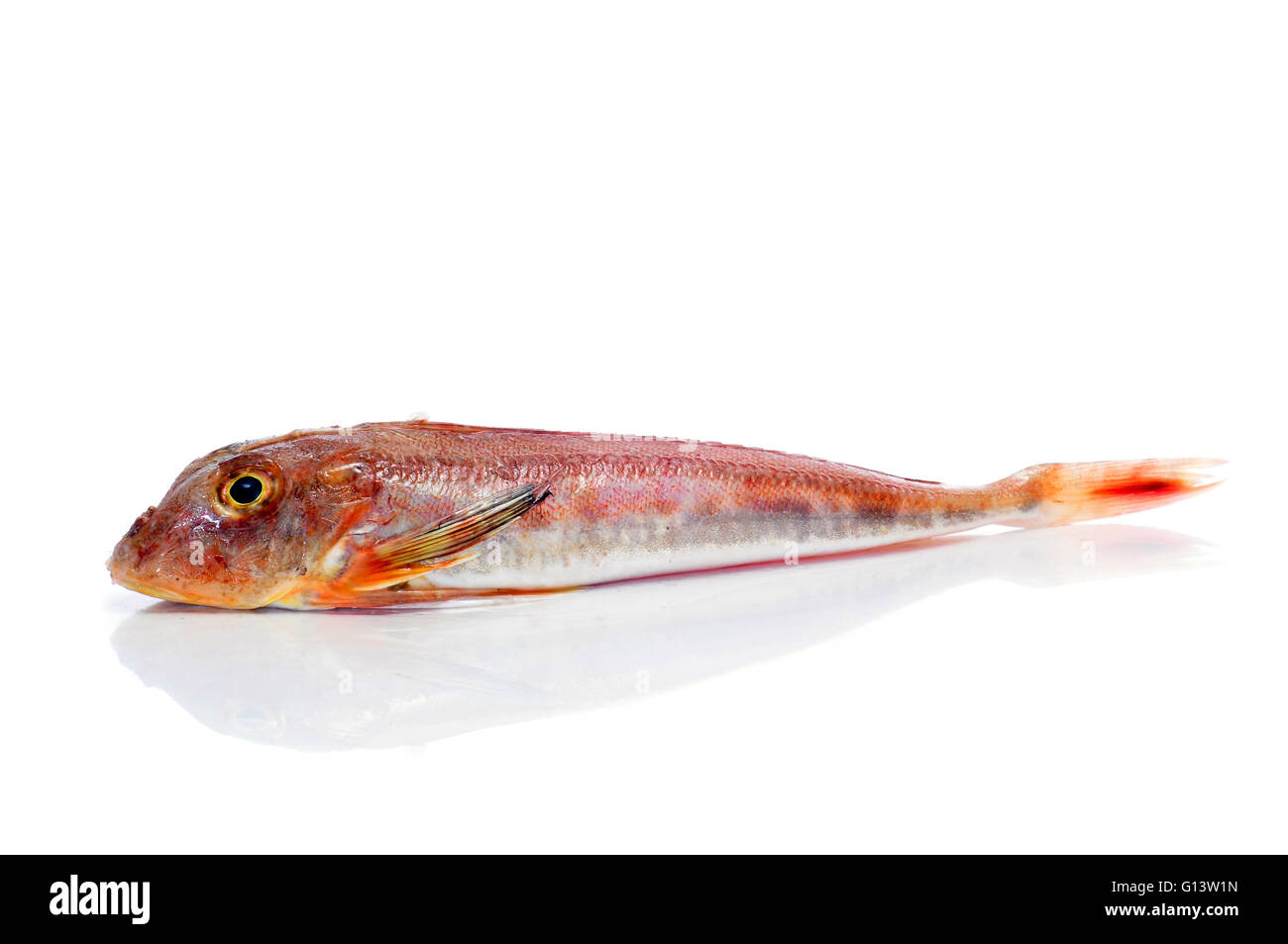 a surmullet or striped red mullet on a white background Stock Photo - Alamy
