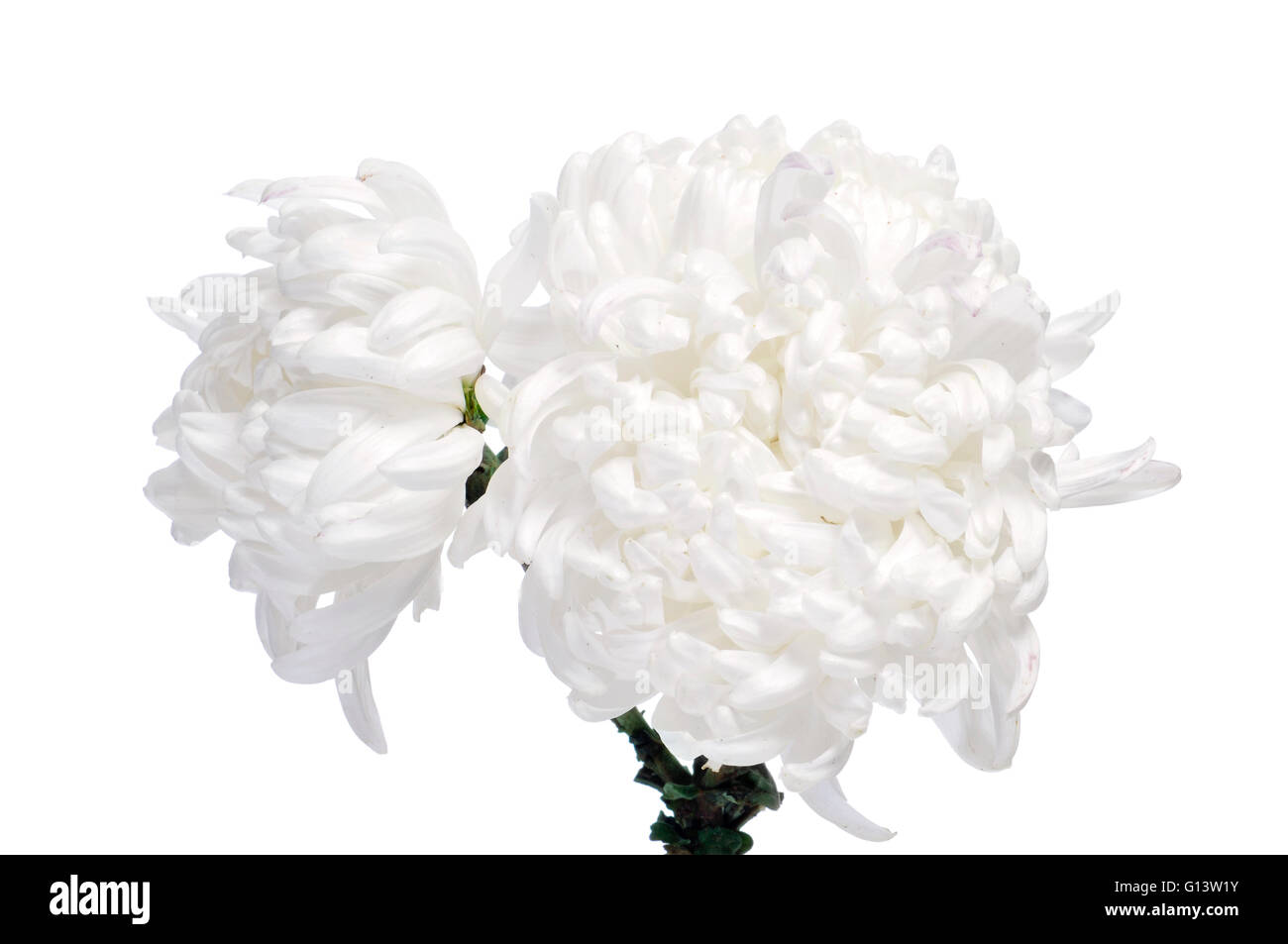 Chrysanths hi-res stock photography and images - Alamy