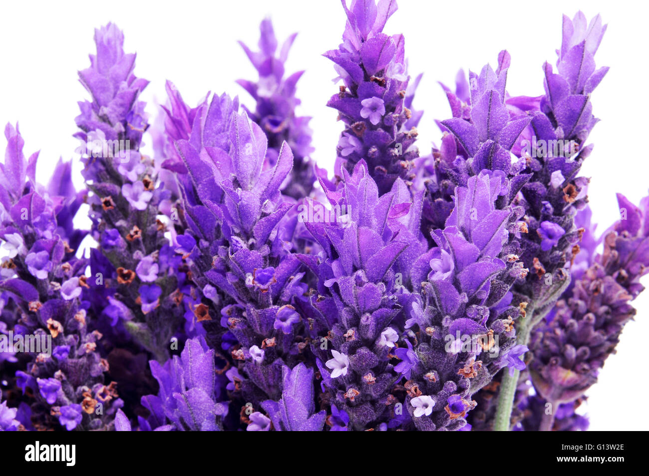 a pile of lavender flowers on a white background Stock Photo - Alamy