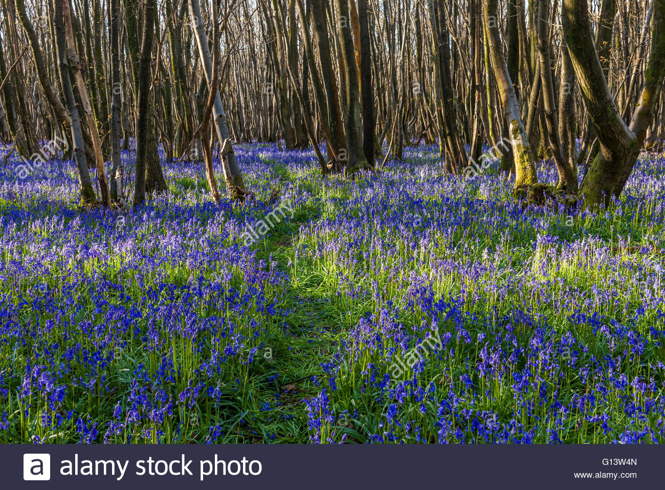 Bluebell Woods Kent Stock Photos & Bluebell Woods Kent Stock Images - Alamy