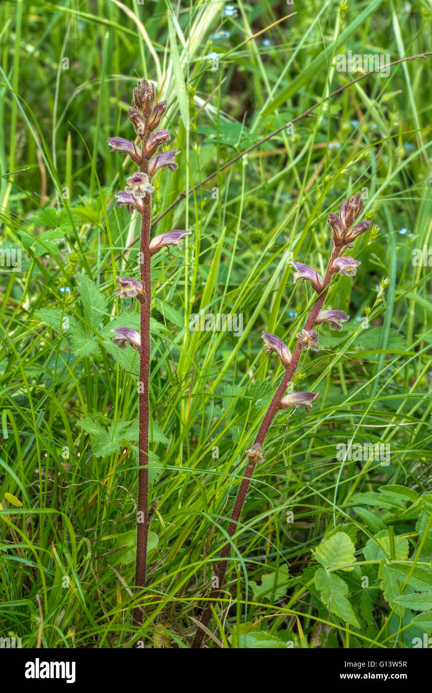Parasitic plant aka Broomrape.Orobanche hedereae or minor, unclear ...