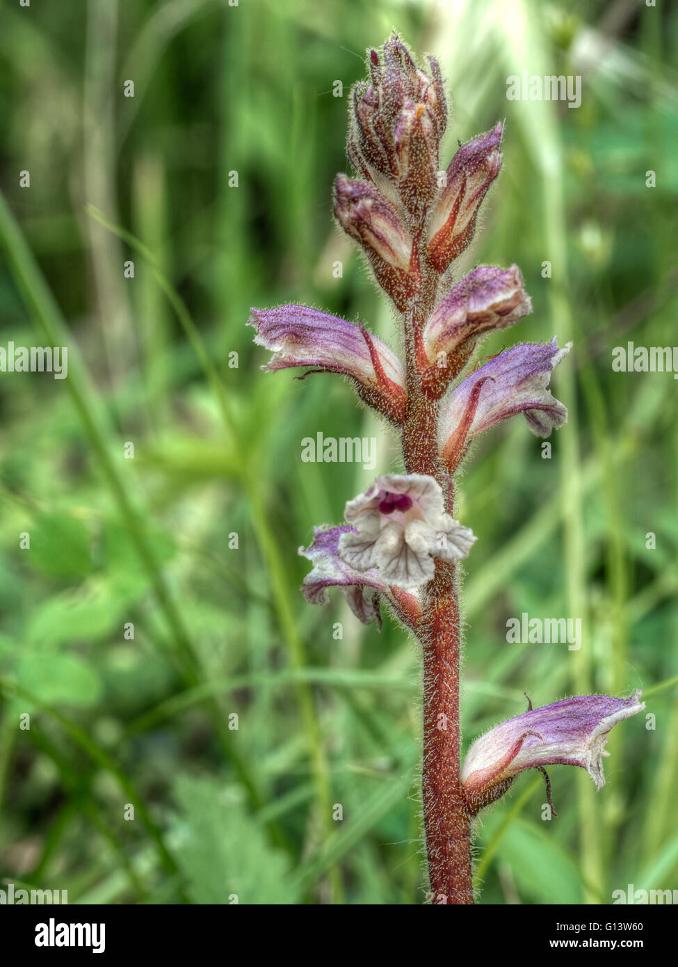 Parasitic plant aka Broomrape. Orobanche hedereae o minor, unclear ...