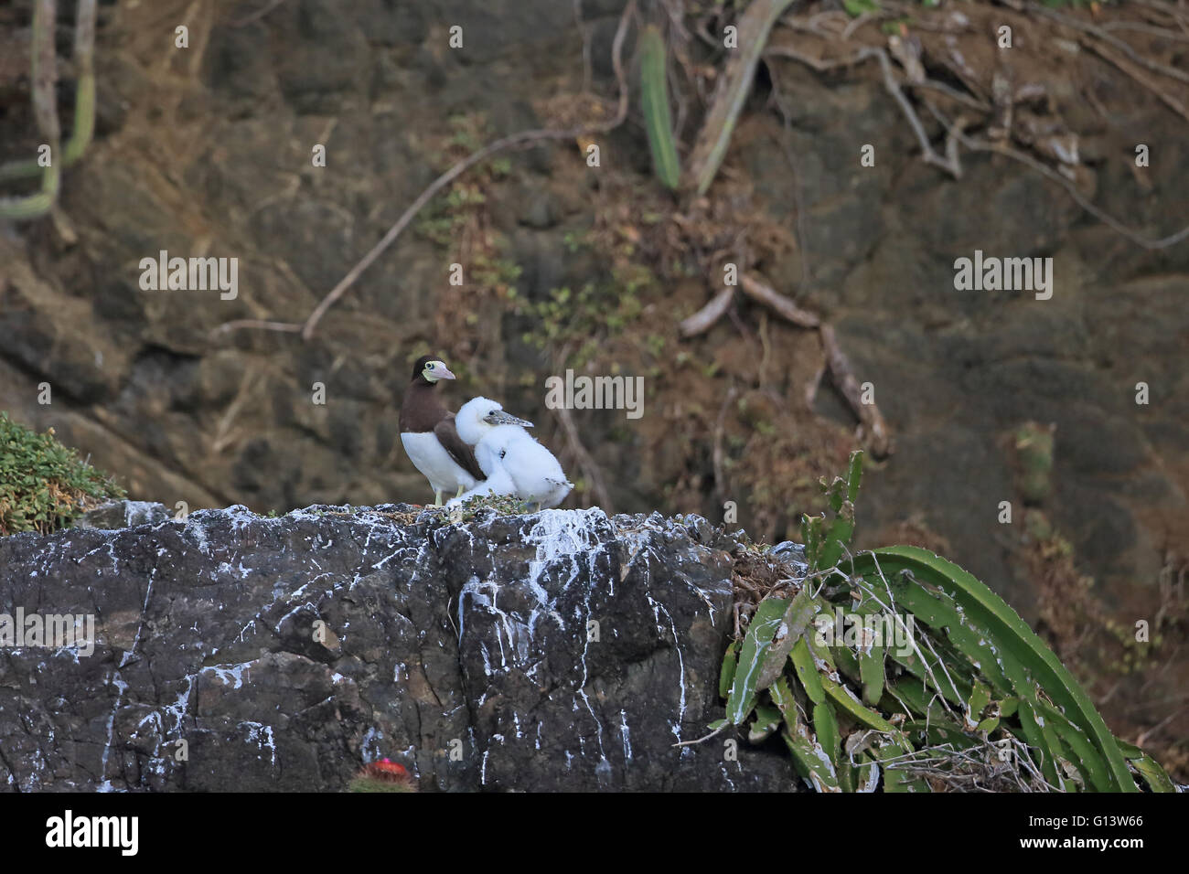 Sula leucogaster hi-res stock photography and images - Alamy