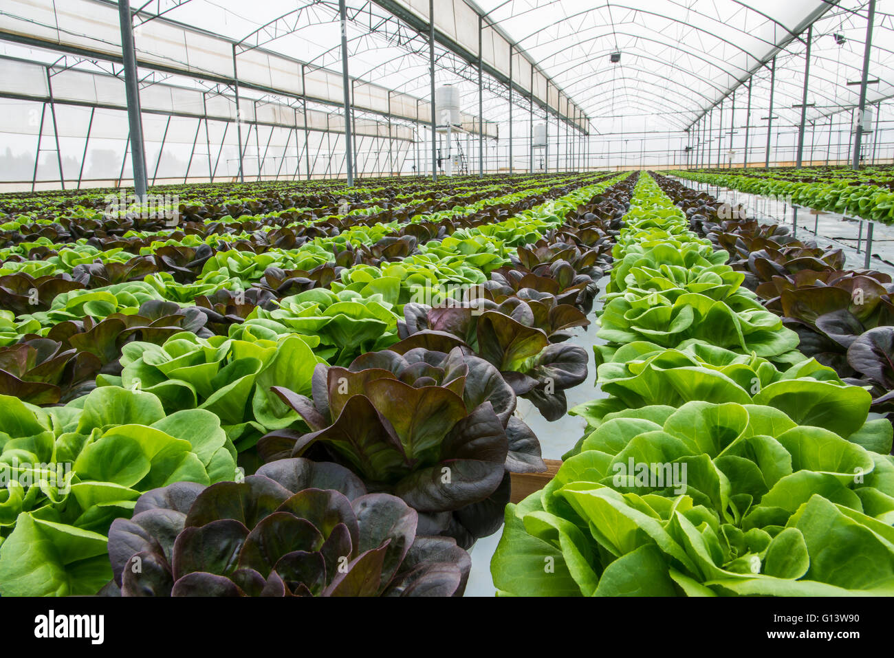 Hydroponic farm hi-res stock photography and images - Alamy