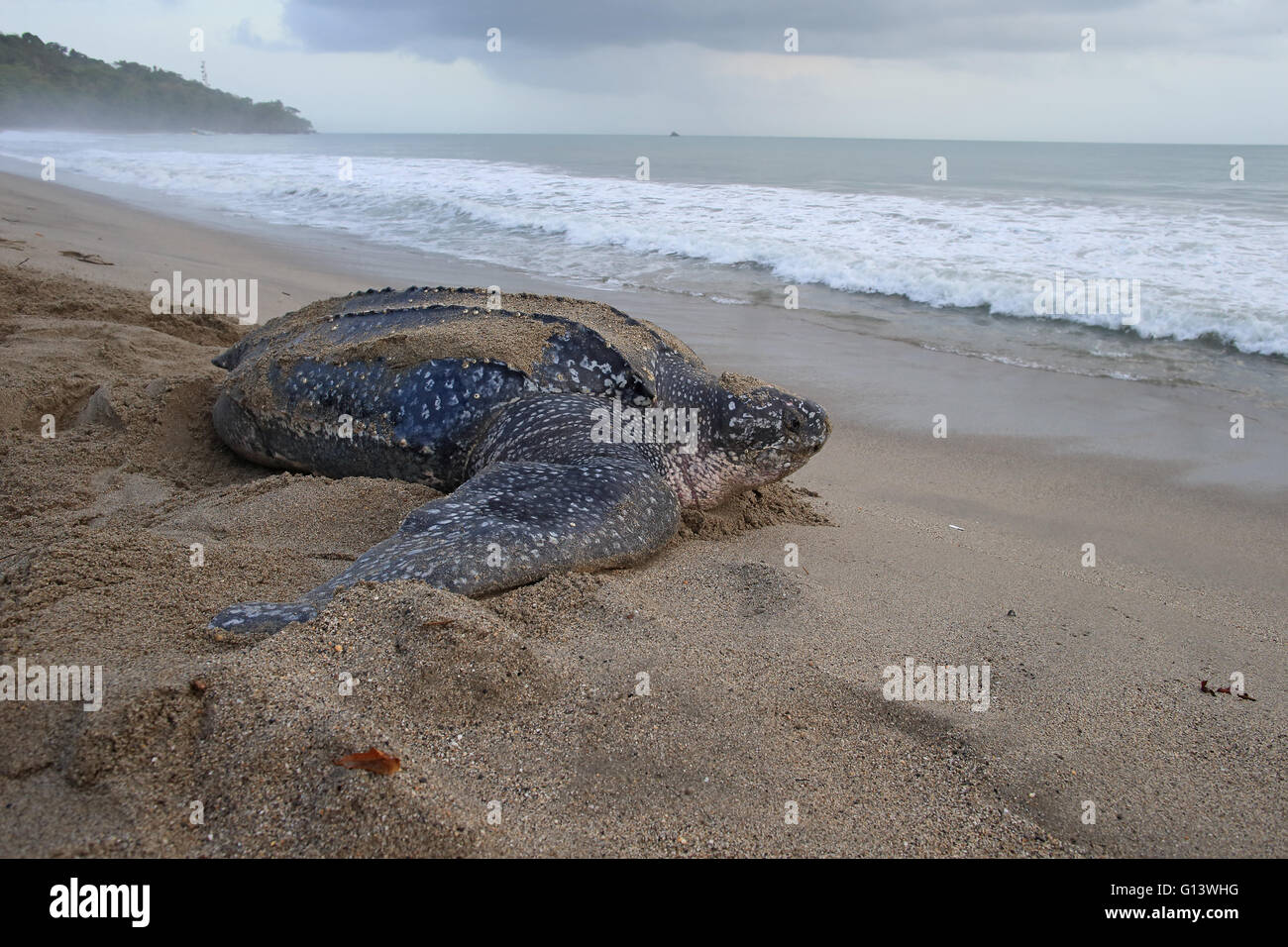 Leatherback turtle hi-res stock photography and images - Alamy