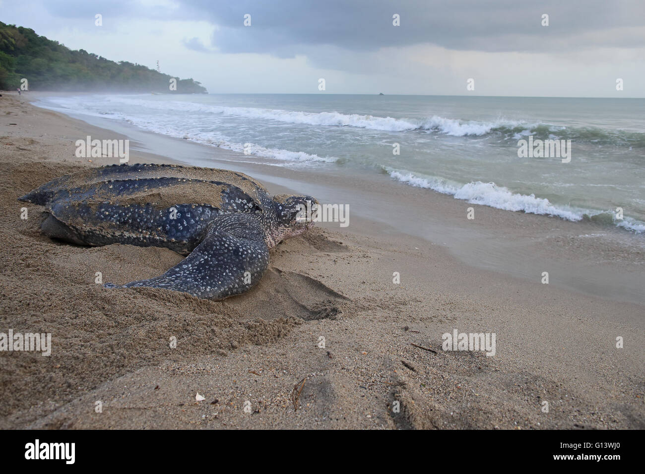 Leatherback sea turtles hi-res stock photography and images - Alamy
