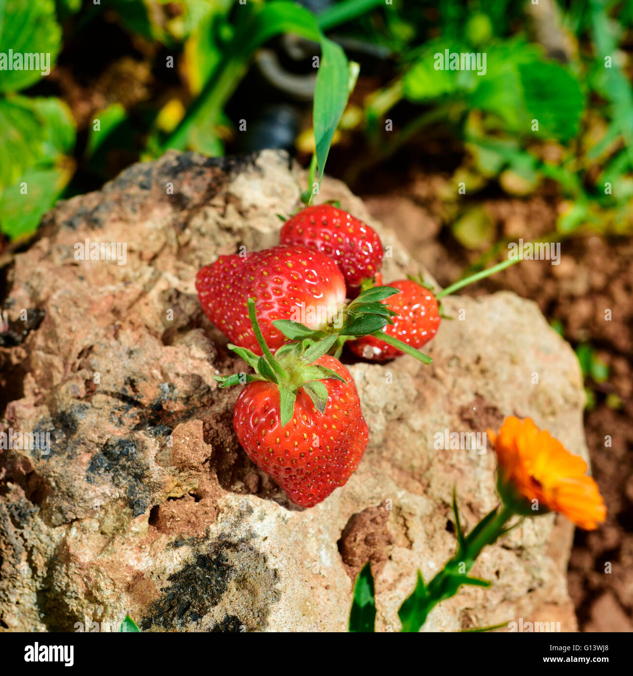 Ecological orchard hi-res stock photography and images - Alamy