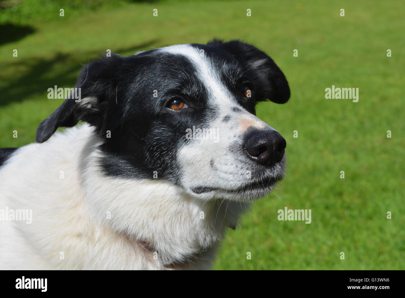 Border Collie x Stock Photo - Alamy