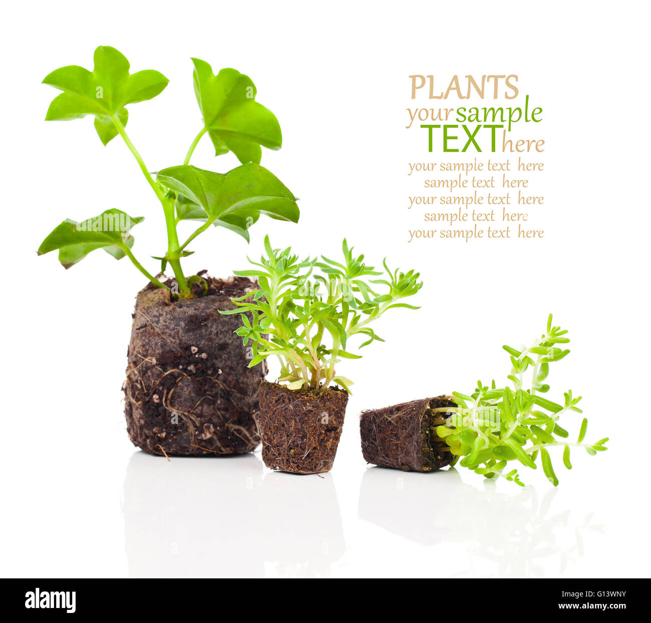 Geranium cutting roots hi-res stock photography and images - Alamy