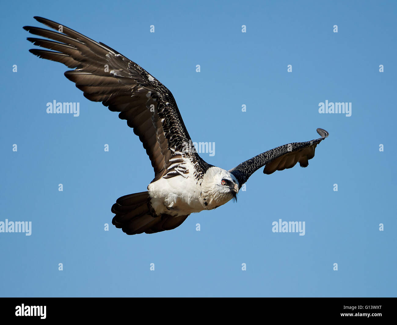 Bearded vulture in flight with blue skies in the background Stock Photo ...