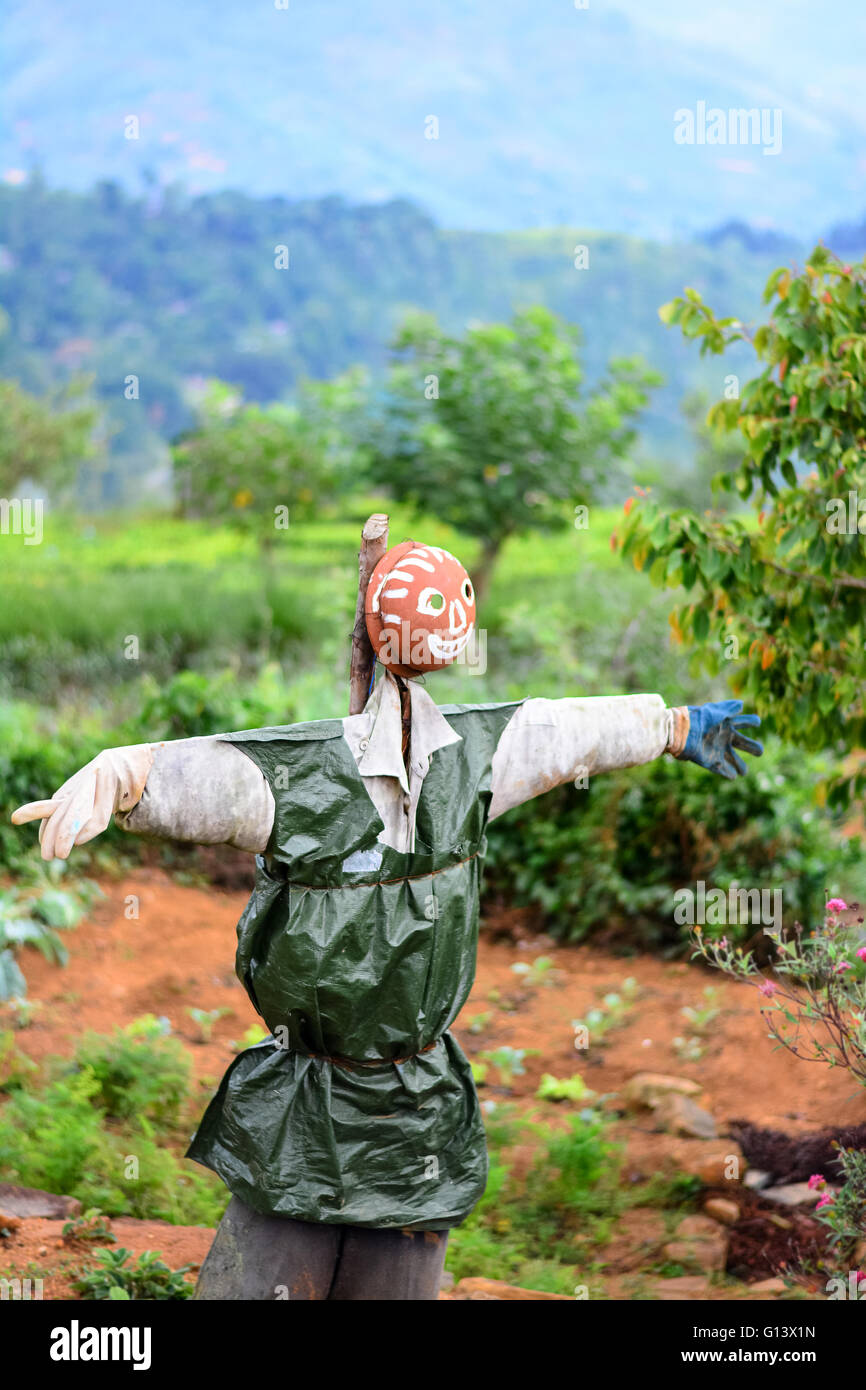 Scarecrow In A Vegetable Garden In Sri Lanka Stock Photo - Alamy