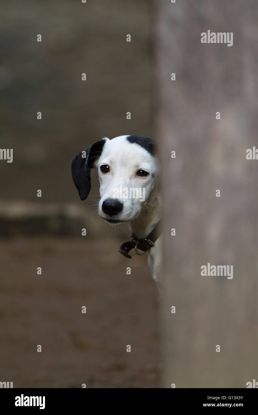 Dog behind wall hi-res stock photography and images - Alamy