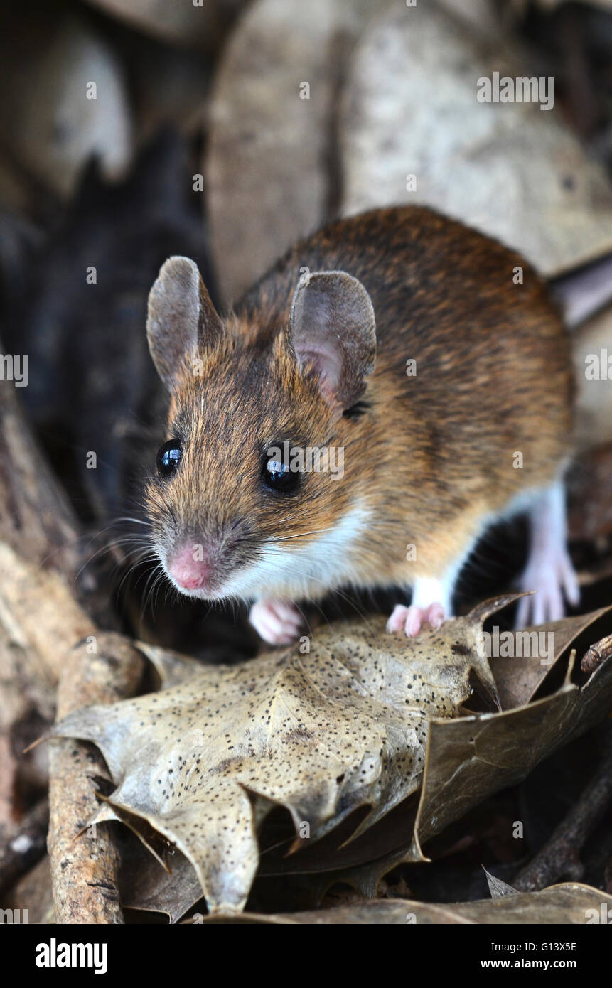 Yellow-necked mouse. Dorset, UK April 2016 Stock Photo - Alamy