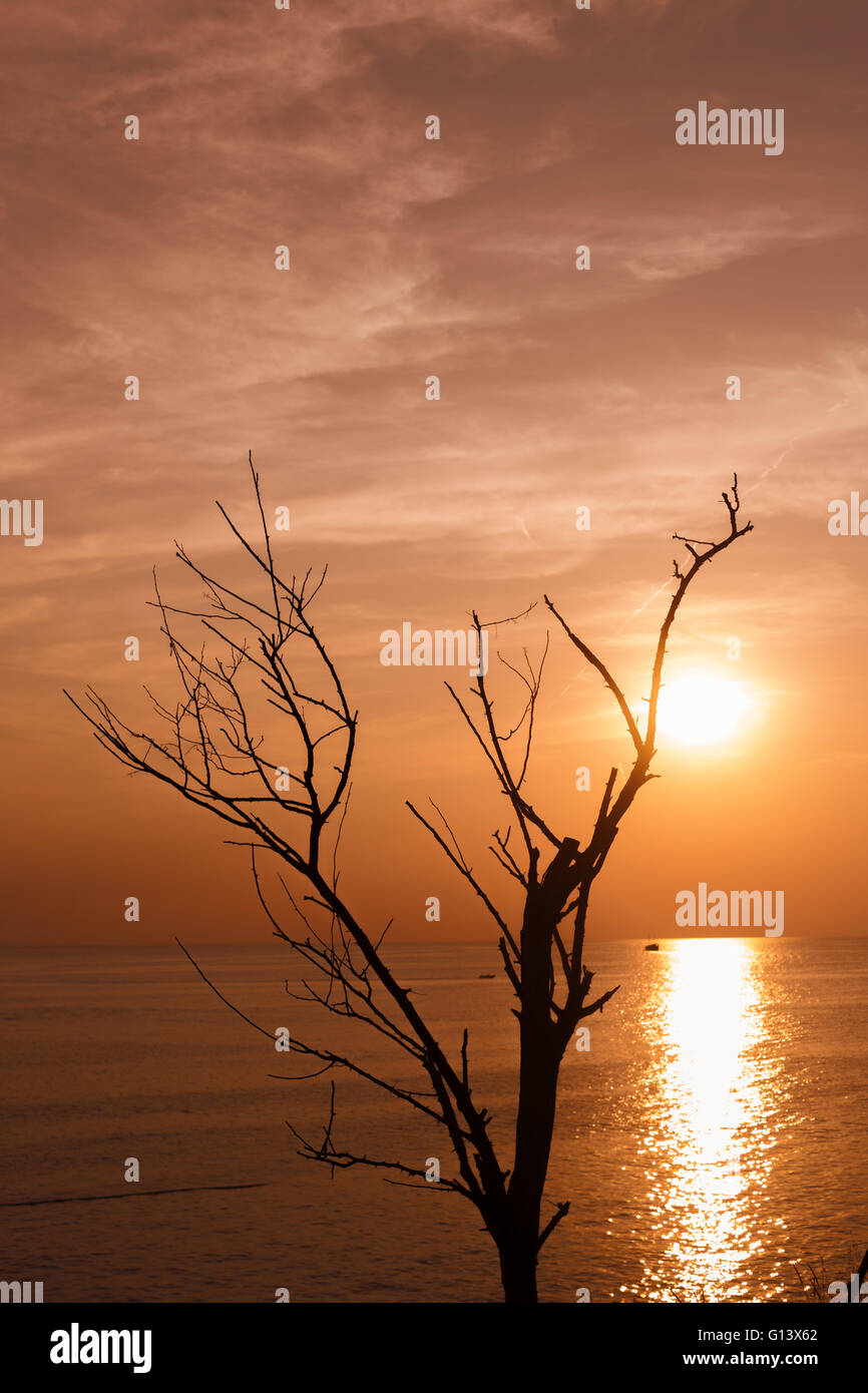 A tree silhouette at sunset sky Stock Photo - Alamy